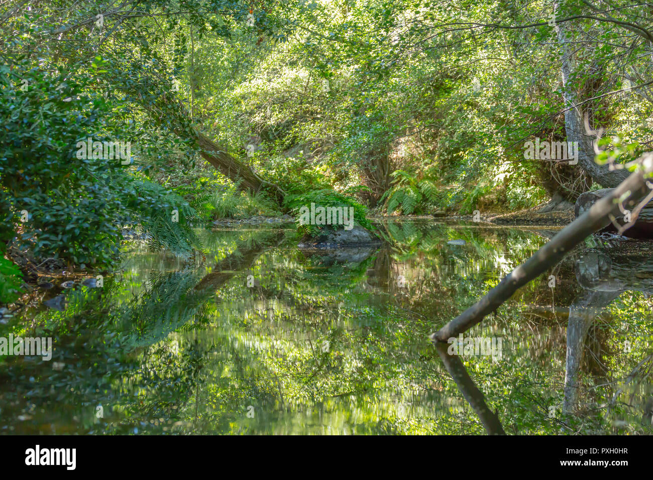 Theme river, river in mountain, margins with rocks, trees and ...