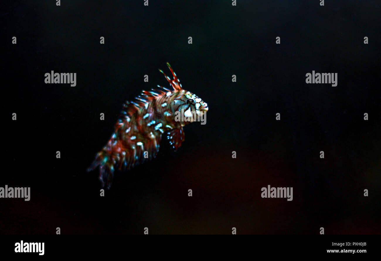 Juvenile rockmover wrasse hi-res stock photography and images - Alamy