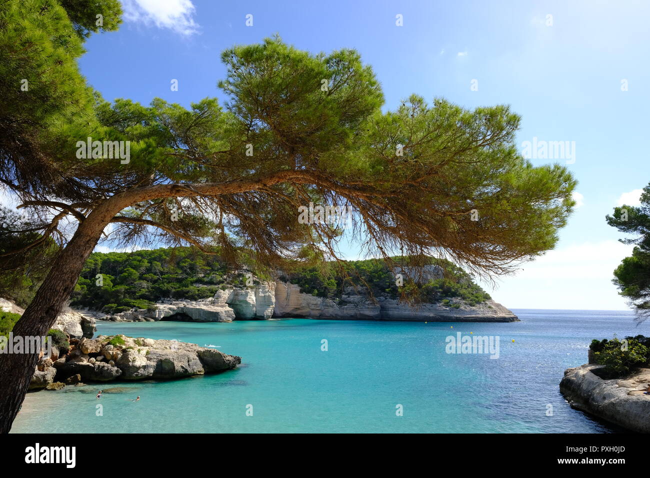 Cala Mitjana Bay and Beach with gorgeous tree Cala Galdana Menorca ...
