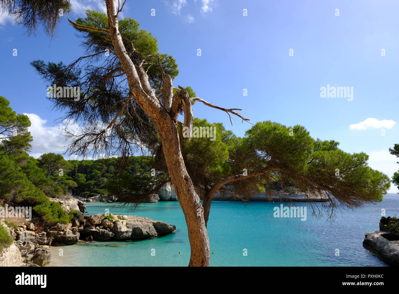 Cala Mitjana Bay and Beach with gorgeous tree Cala Galdana Menorca ...