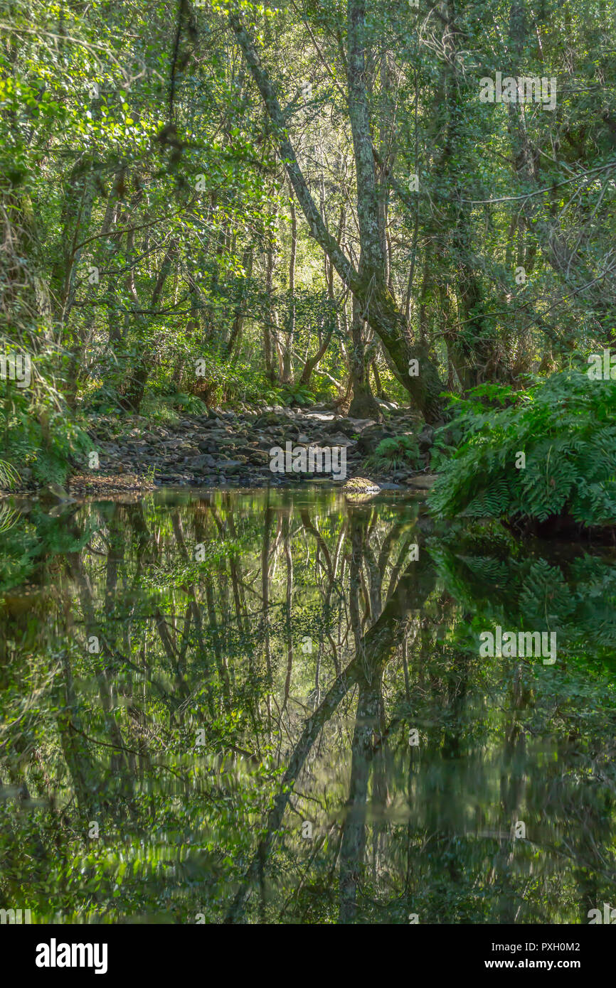 Theme river, river in mountain, margins with rocks, trees and ...