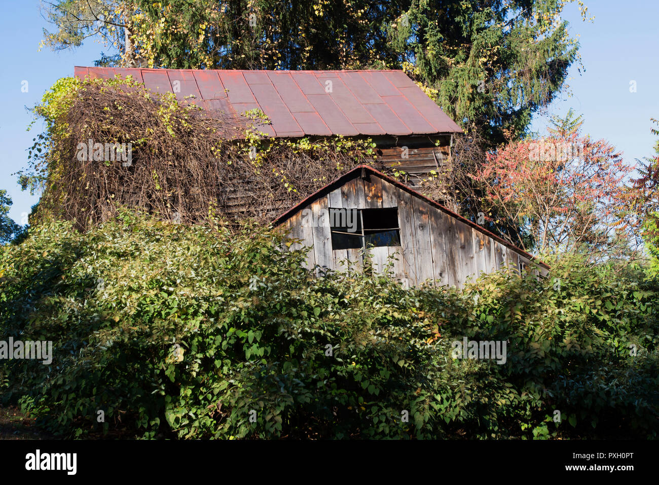 An old abandoned and overgrown barn in Saratoga Springs, NY, USA Stock ...
