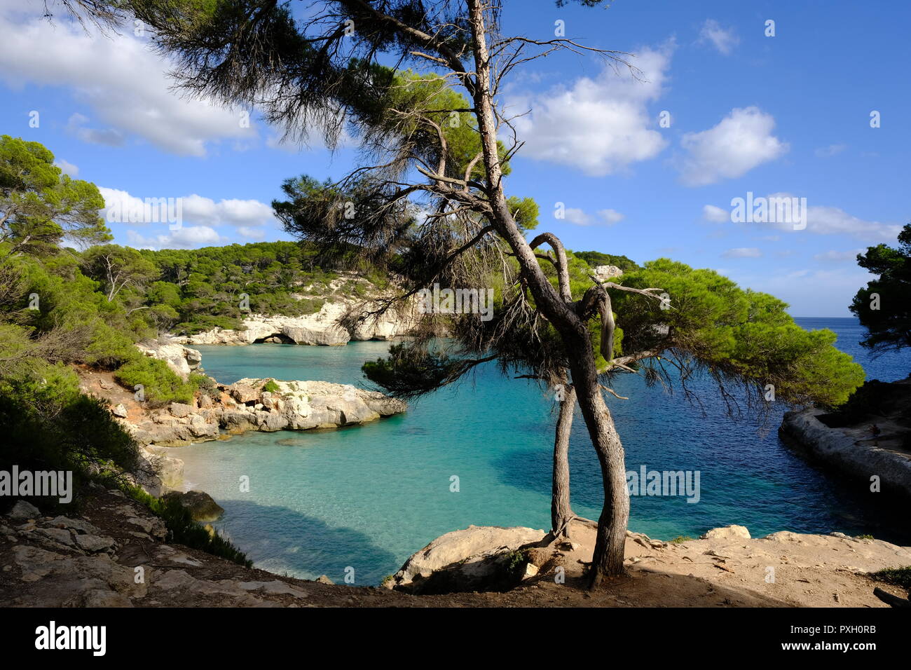 Cala Mitjana Bay and Beach with gorgeous tree Cala Galdana Menorca ...