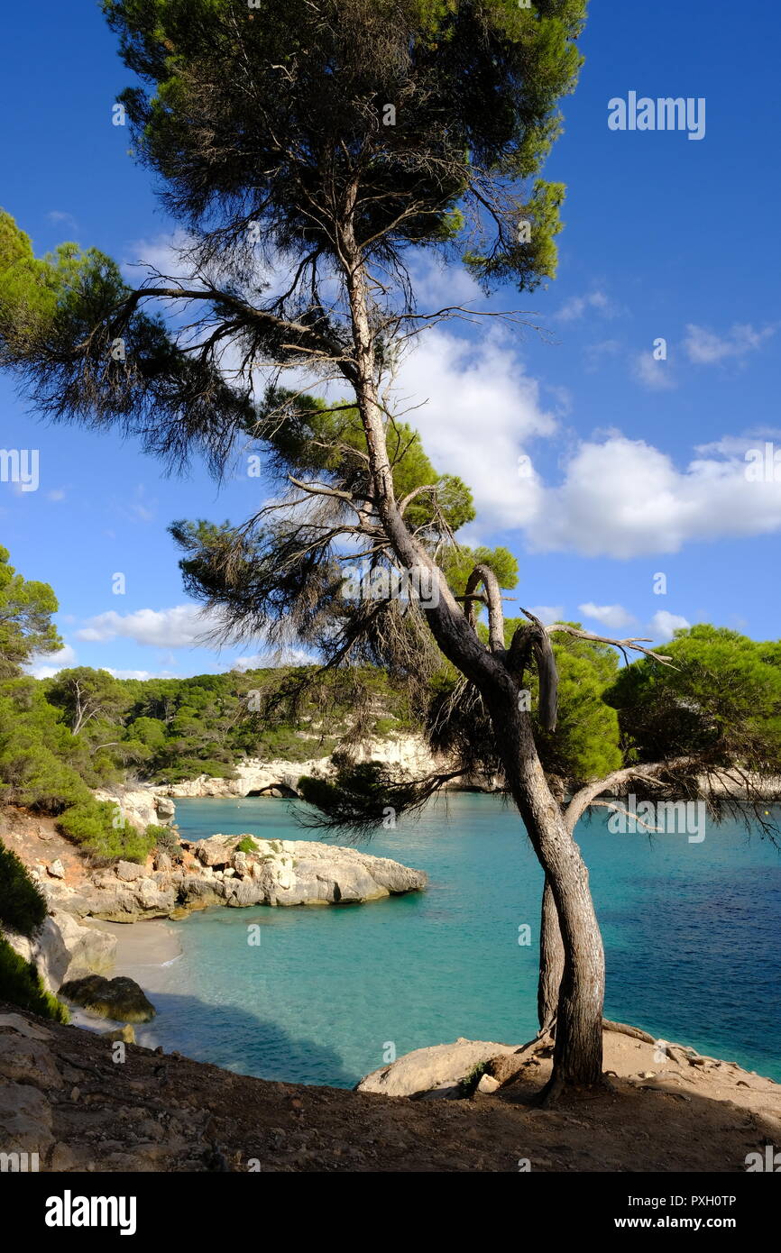 Cala Mitjana Bay and Beach with gorgeous tree Cala Galdana Menorca ...