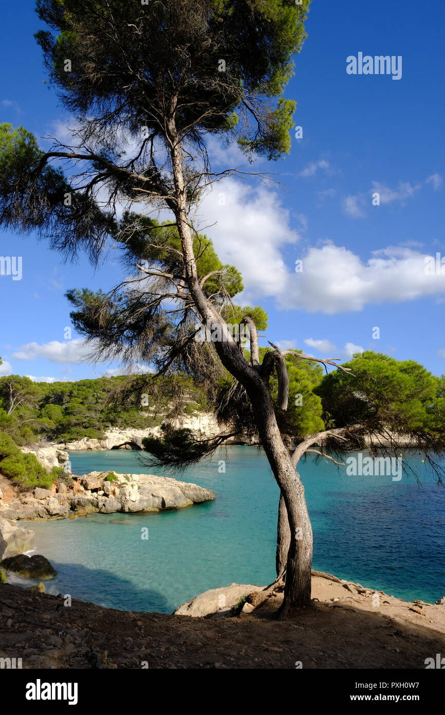 Cala Mitjana Bay and Beach with gorgeous tree Cala Galdana Menorca ...