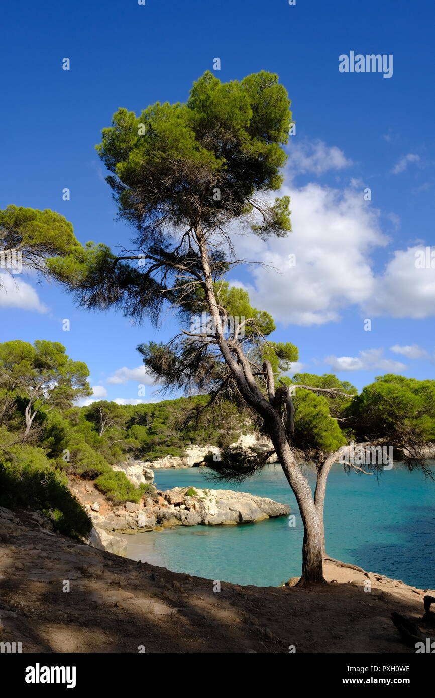 Cala Mitjana Bay and Beach with gorgeous tree Cala Galdana Menorca ...