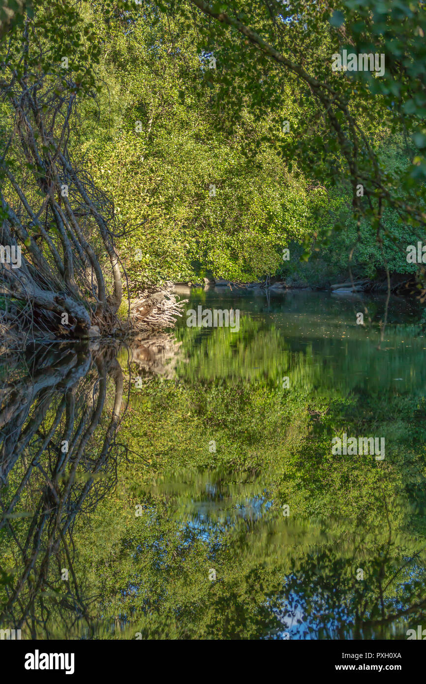 Theme river, river in mountain, margins with rocks, trees and ...