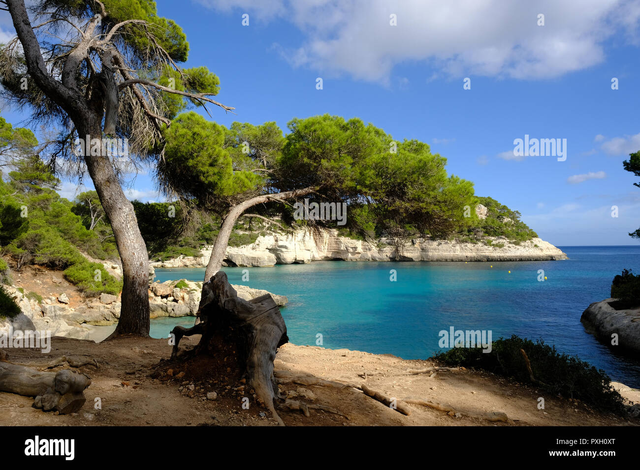 Cala Mitjana Bay and Beach with gorgeous tree Cala Galdana Menorca ...