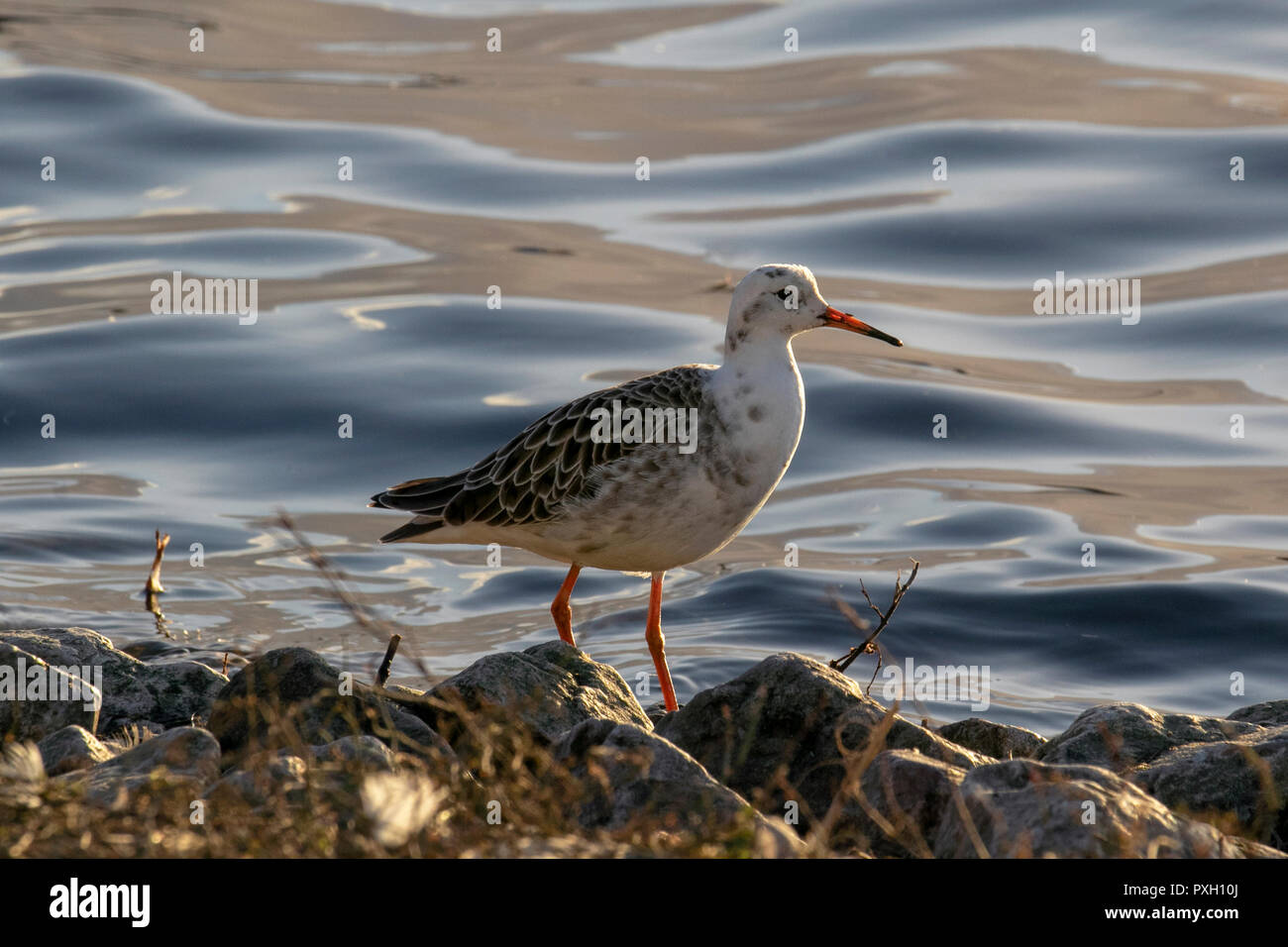 Common Sandpiper Breeding Plumage High Resolution Stock Photography and ...