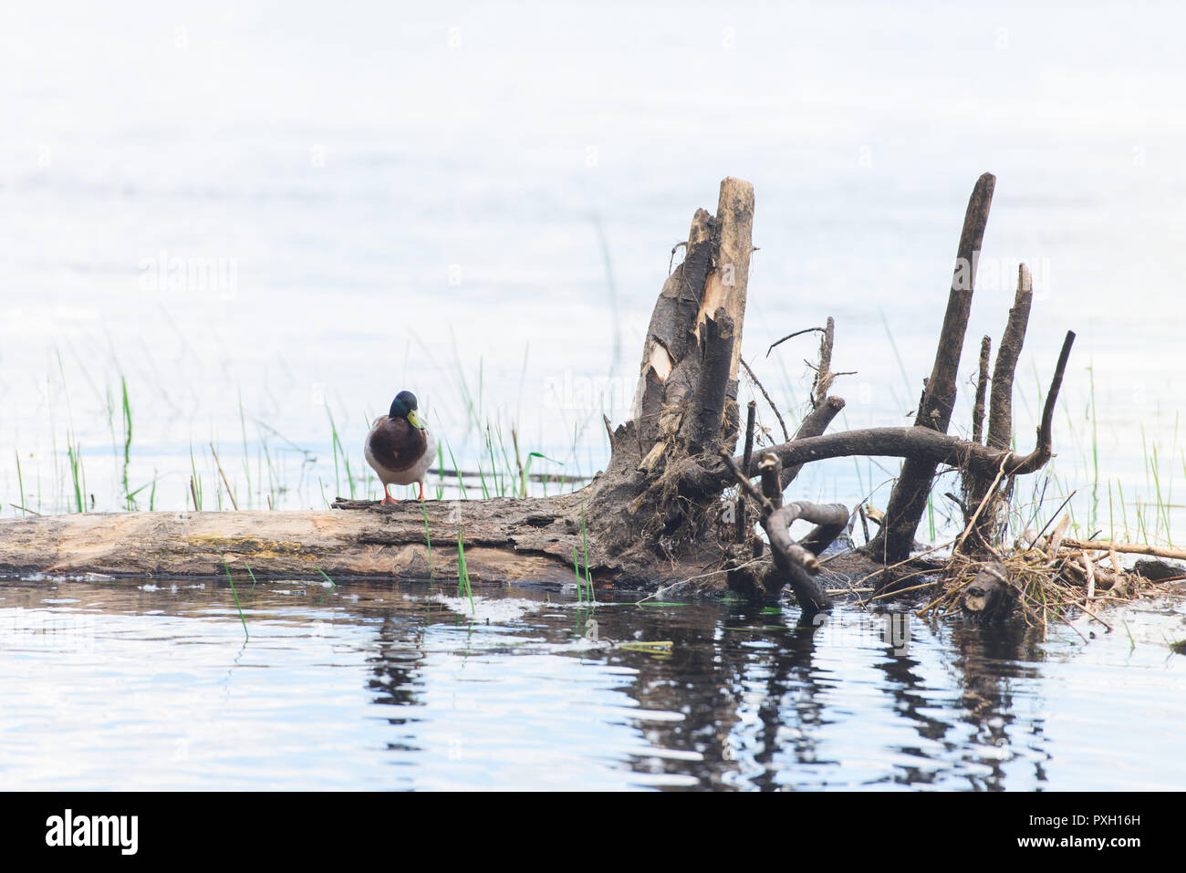 Log in river hi-res stock photography and images - Alamy