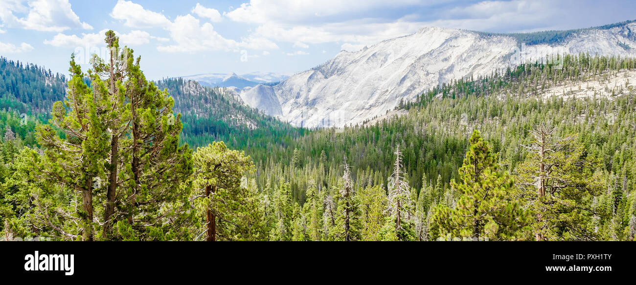 Beautiful Green Valley with Forest at Yosemite National Park ...