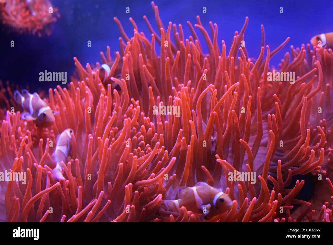 Percula clown fish in orange polyps at coral reef Stock Photo - Alamy