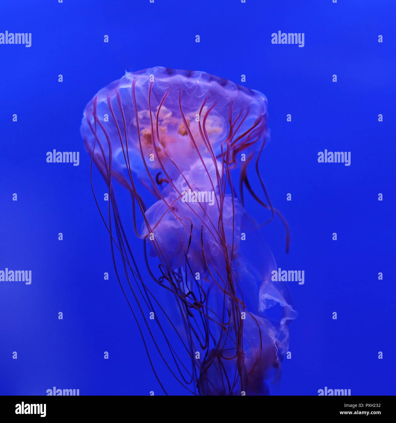 Purple striped jellyfish Chrysaora colorata off the coast of California ...