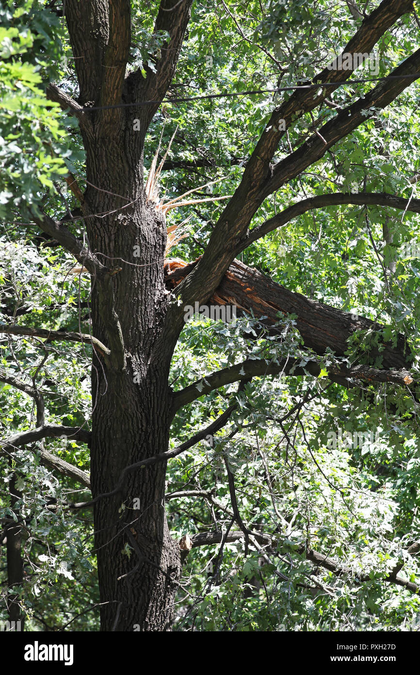 Broken tree branch after a windy storm Stock Photo - Alamy
