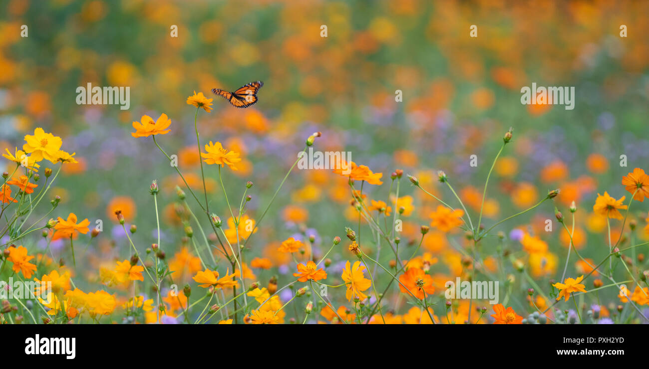 Monarch in pollinator field at Macomb Community College, Michigan Stock ...