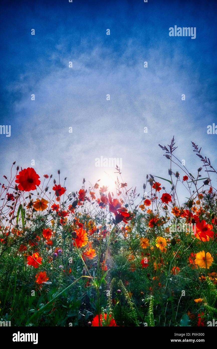 Sunny Pollinator Field, Macomb County, Michigan Stock Photo - Alamy