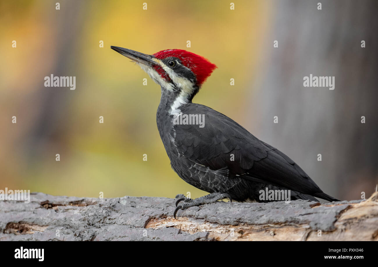 Angry robin bird hi-res stock photography and images - Alamy