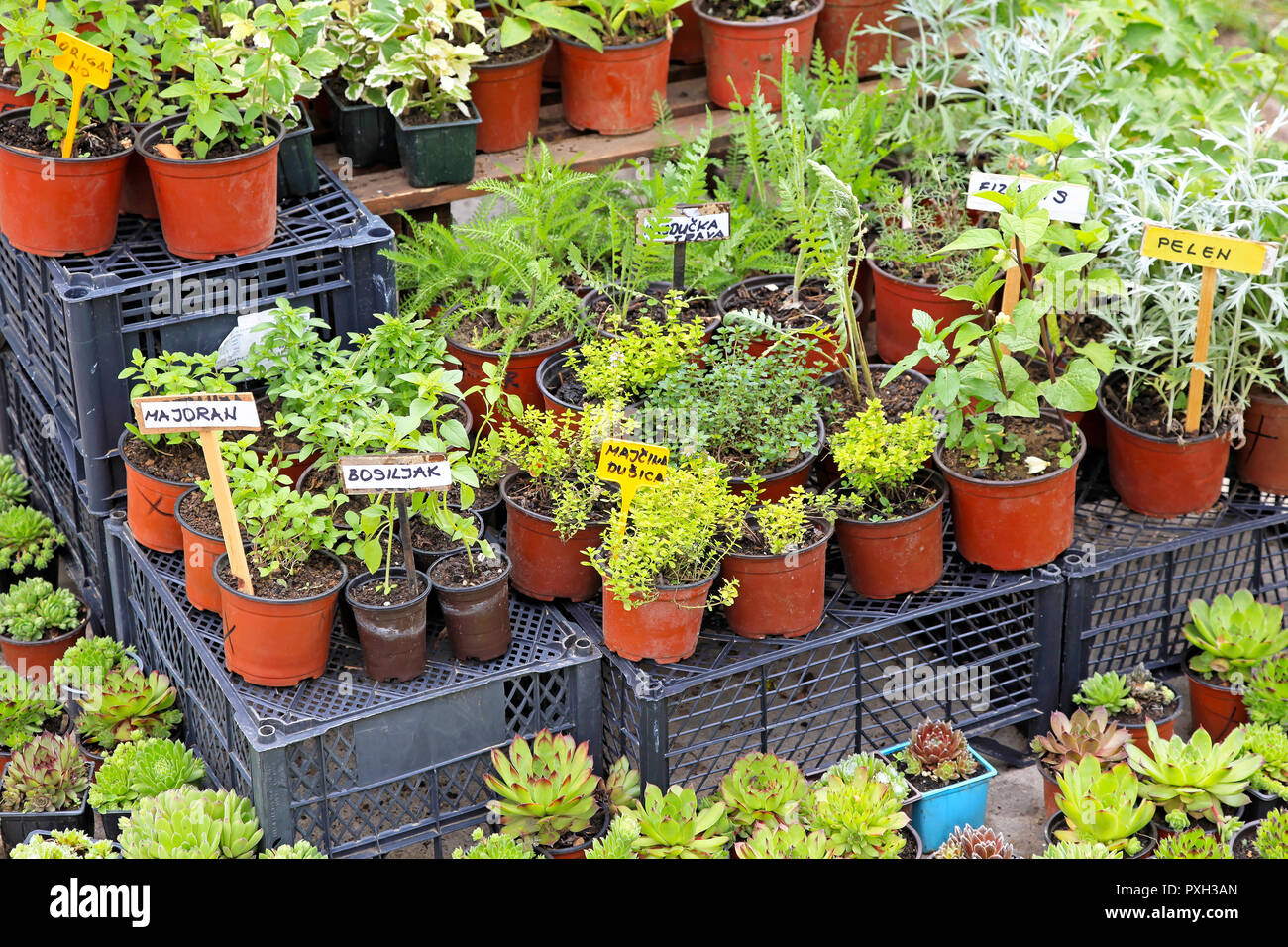 Natural edible plants and herbs in pots Stock Photo - Alamy