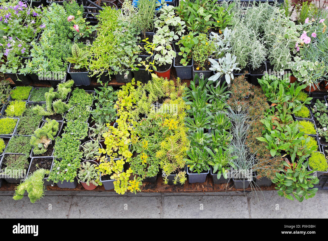 Decorative green plants and seedlings nursery garden Stock Photo - Alamy