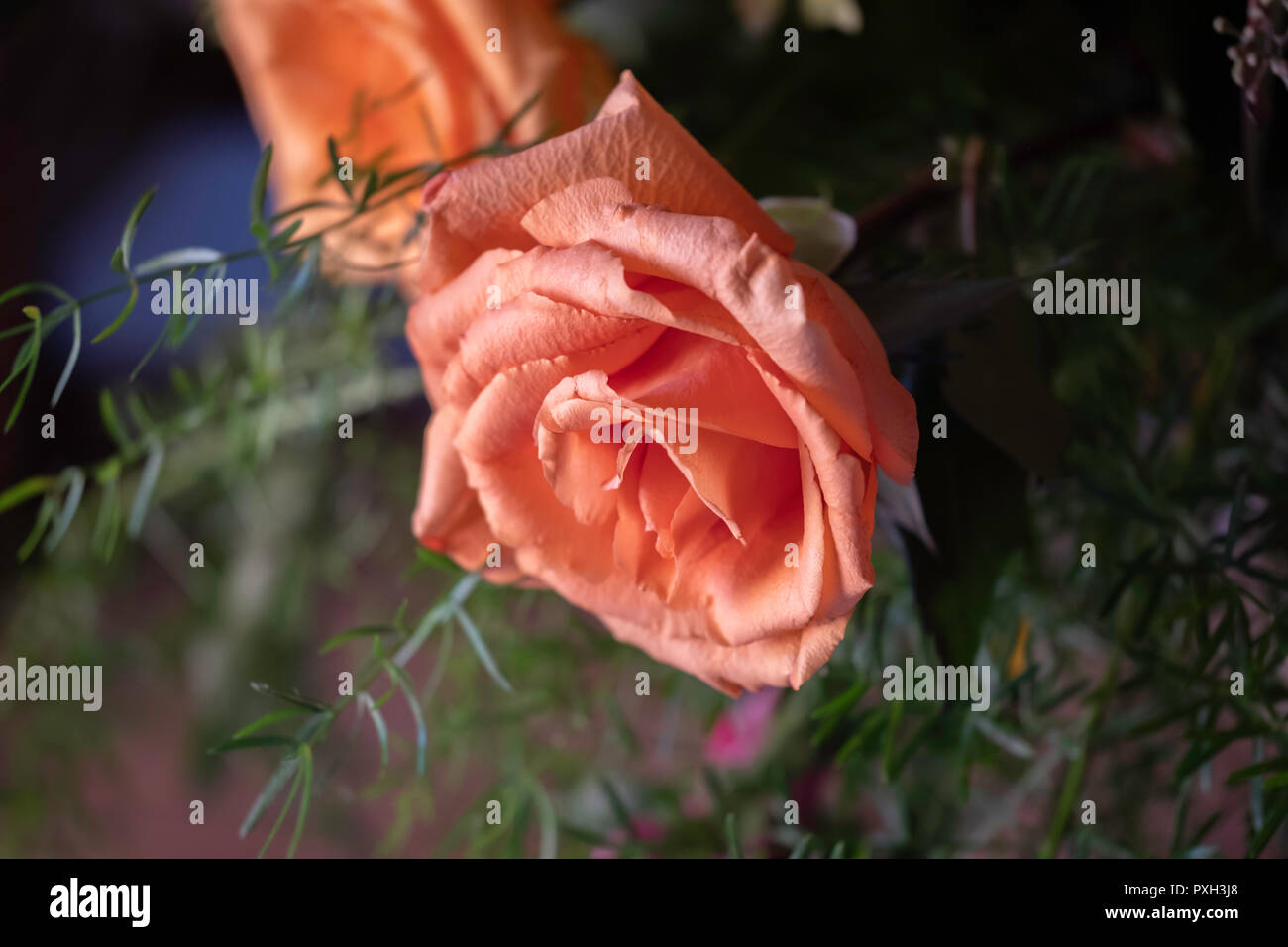 A peach colored rose isolated from a bouquet, with greenery. Closeup ...