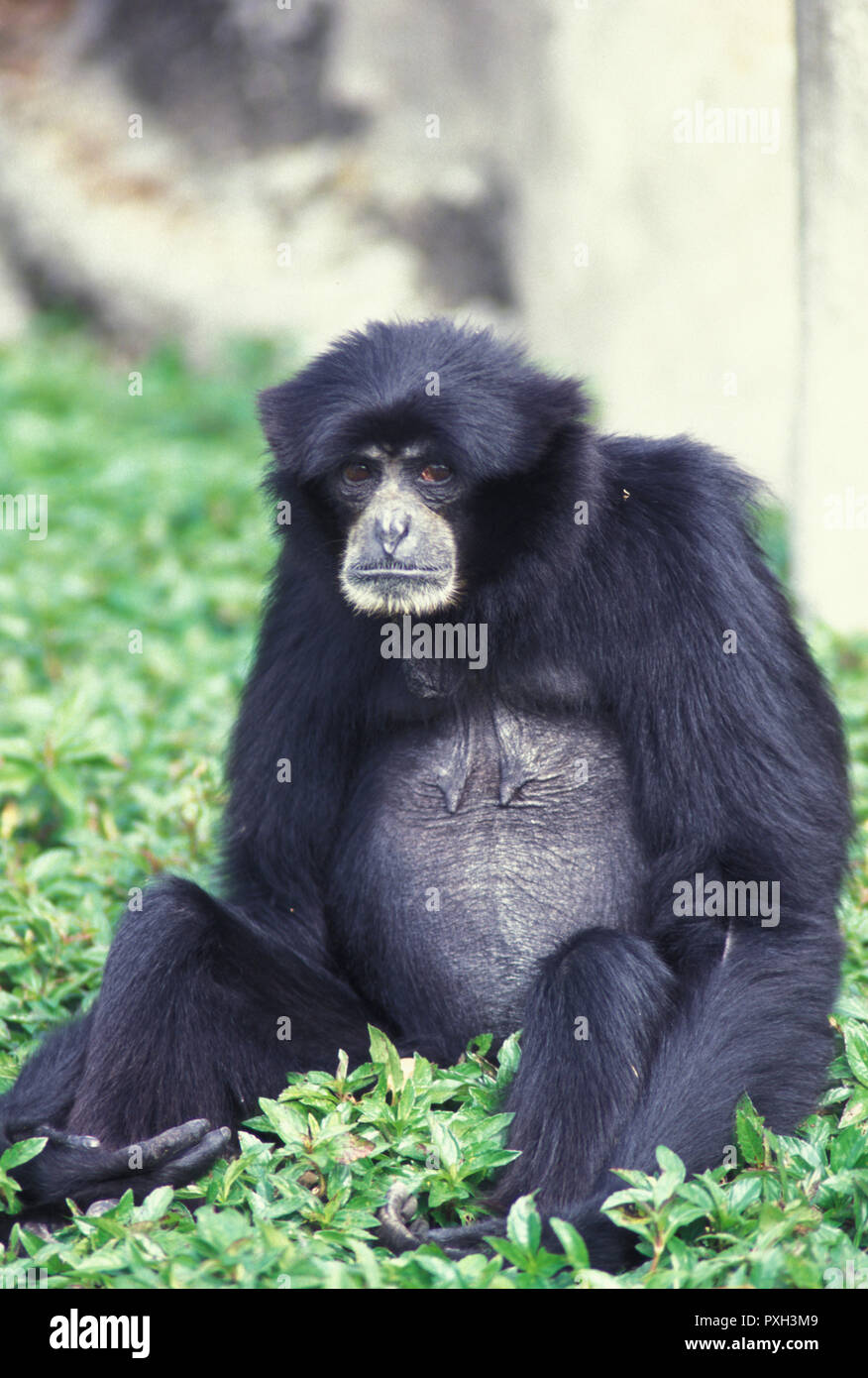 Symphalangus syndactylus hylobates siamang hi-res stock photography and ...