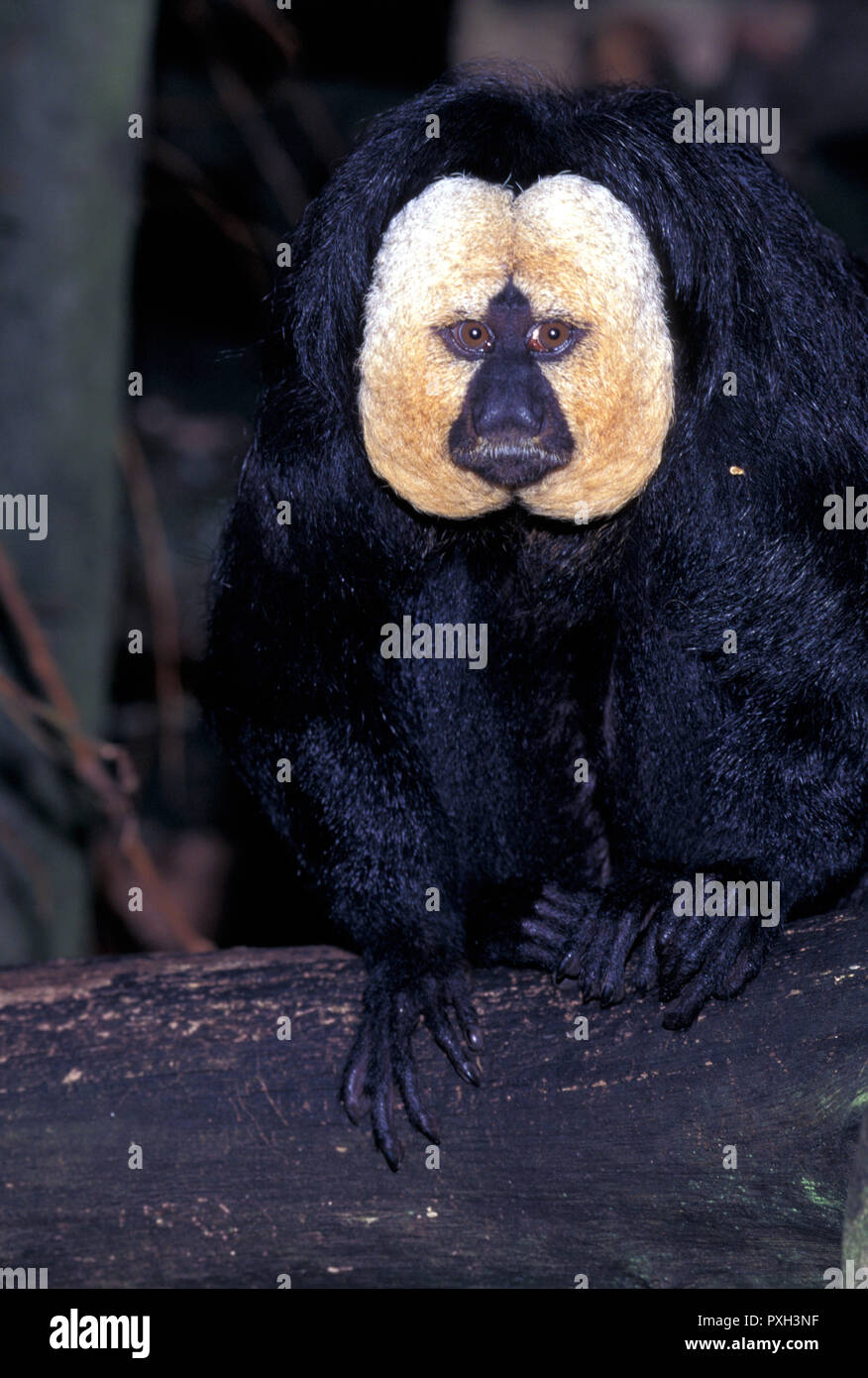 NOT 1249929 WHITE FACED SAKI MONKEY Pithecia pithecia Stock Photo - Alamy