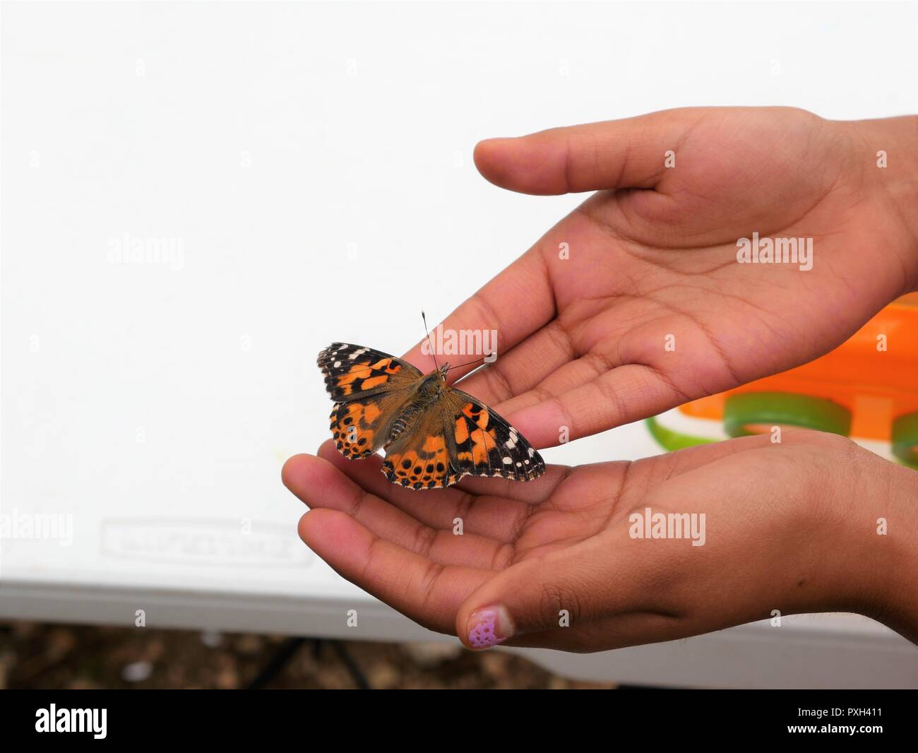 Butterfly relaxing in girls hands hi-res stock photography and images ...