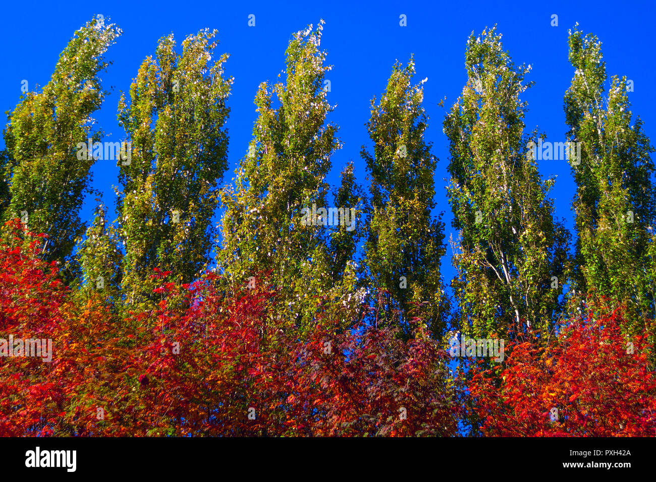 Lombardy Poplar Tree Tops Against Blue Sky On A Windy Day. Abstract ...