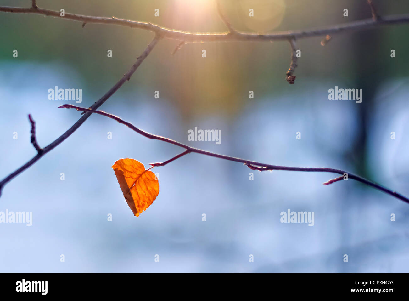 Single Orange Autumn Curved Leaf, Bare Branches, Winter Forest At ...