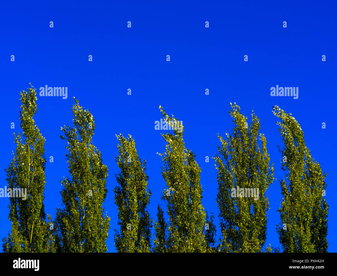 Tree tops on windy summer hi-res stock photography and images - Alamy