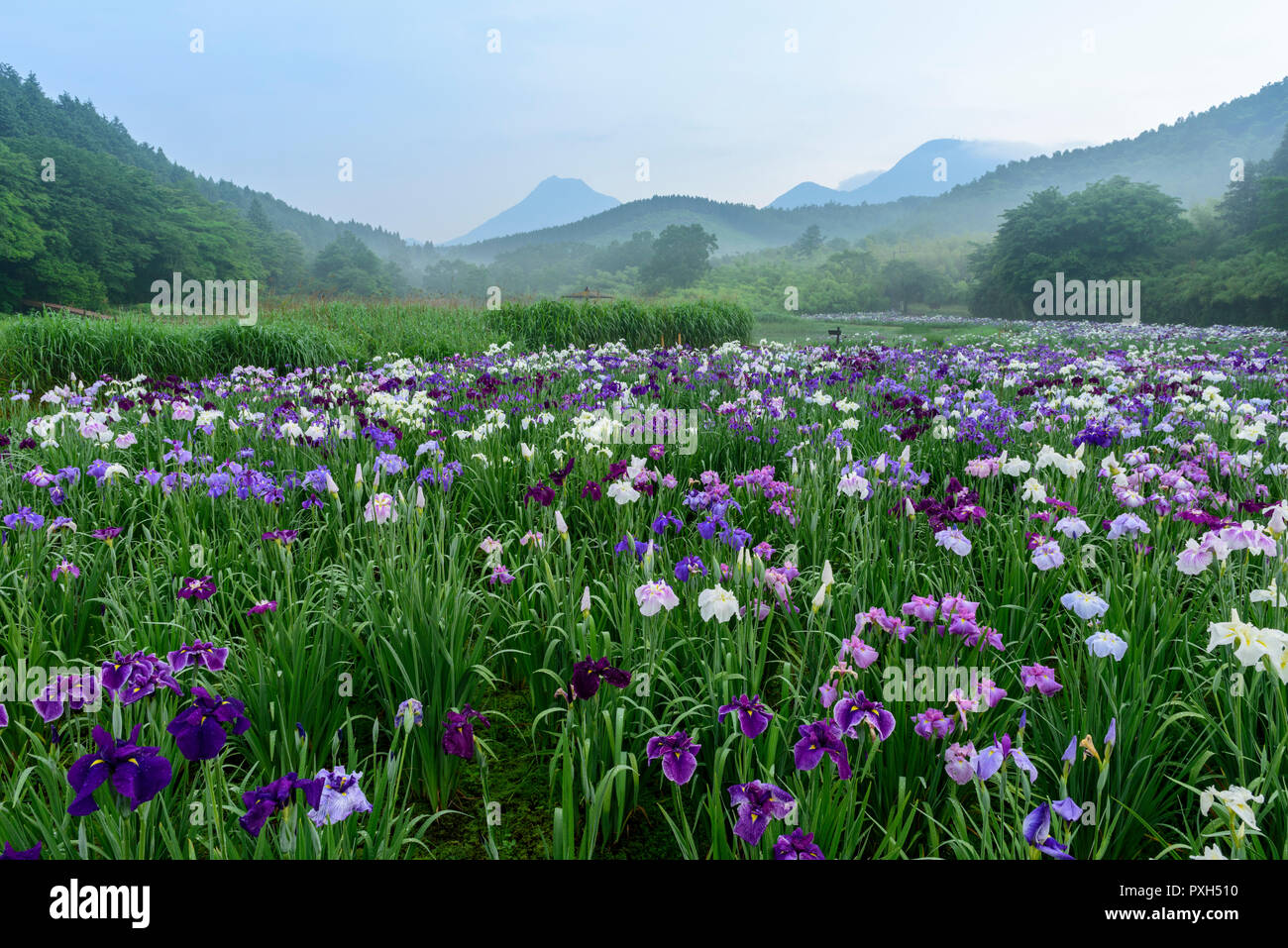 Oita Prefecture, Japan Stock Photo - Alamy