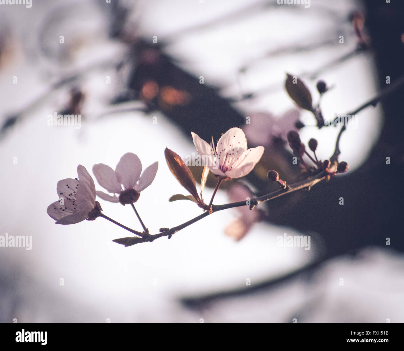 Sakura rosa hi-res stock photography and images - Alamy