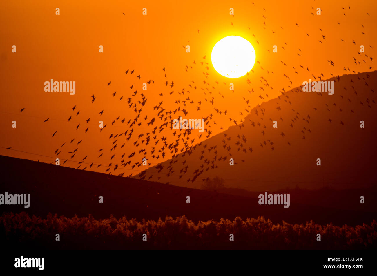 Bird flock covering sunset hi-res stock photography and images - Alamy