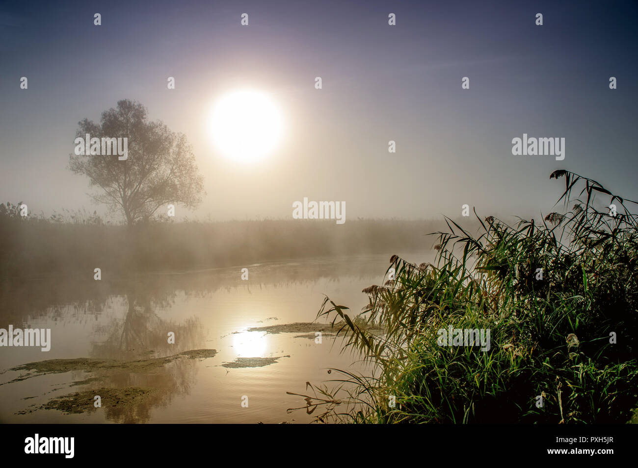 Incredible mystical morning landscape with rising sun, tree, reed and ...