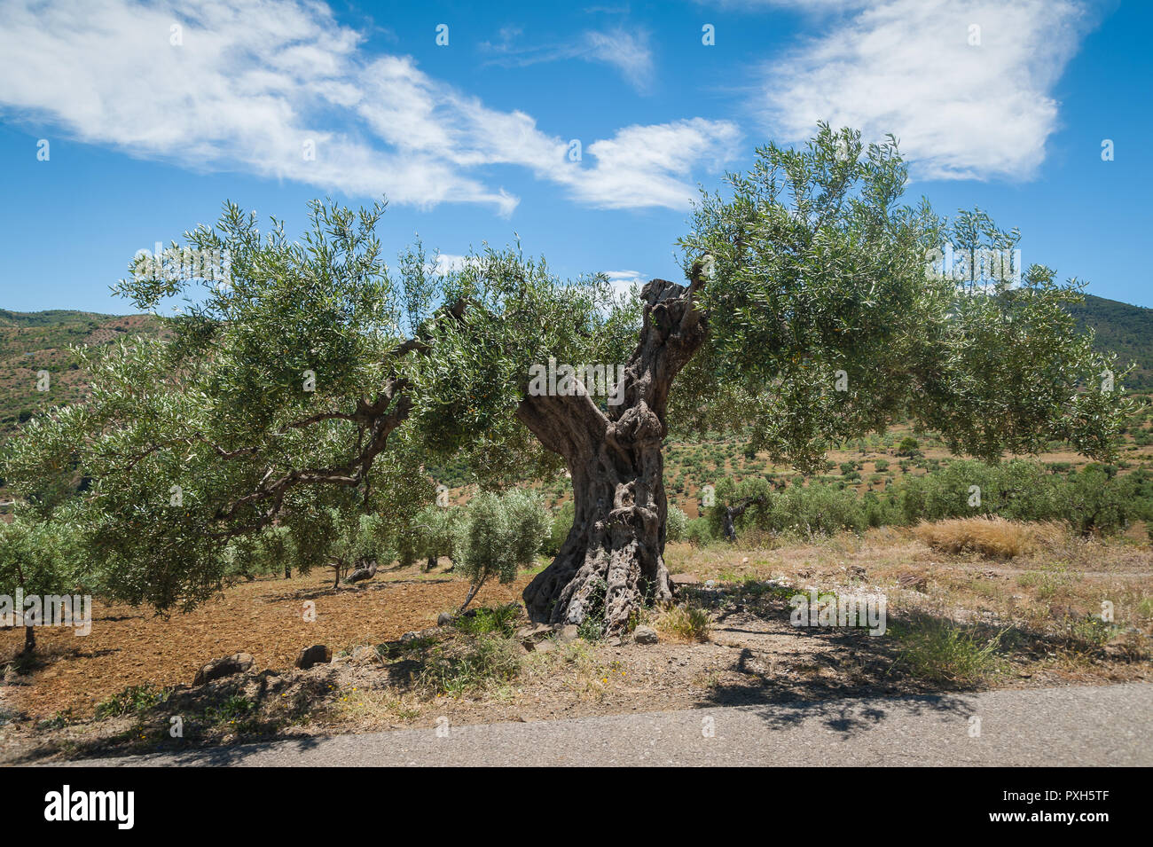 Olive tree, approx. 1000 years old or even more. Olive tree plantation ...