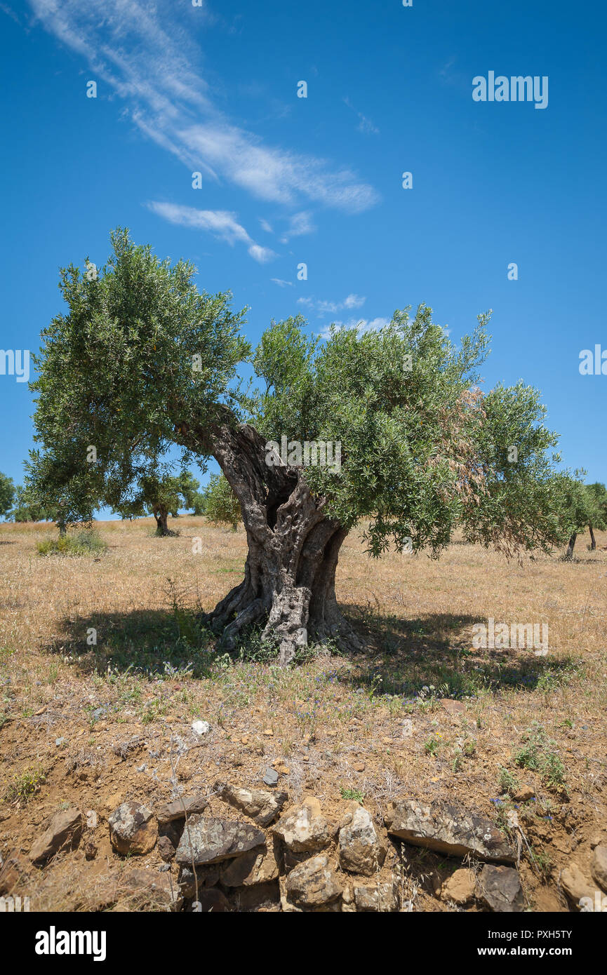 Olive tree, approx. 1000 years old or even more. Olive tree plantation ...