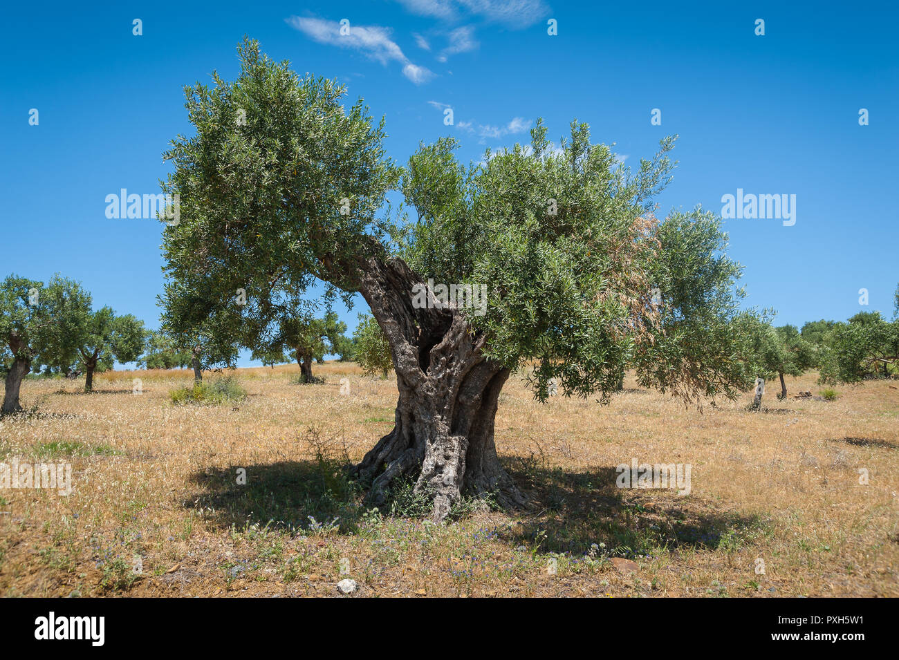 Olive tree, 1000 years old or more. Olive tree grove in Andalucia ...