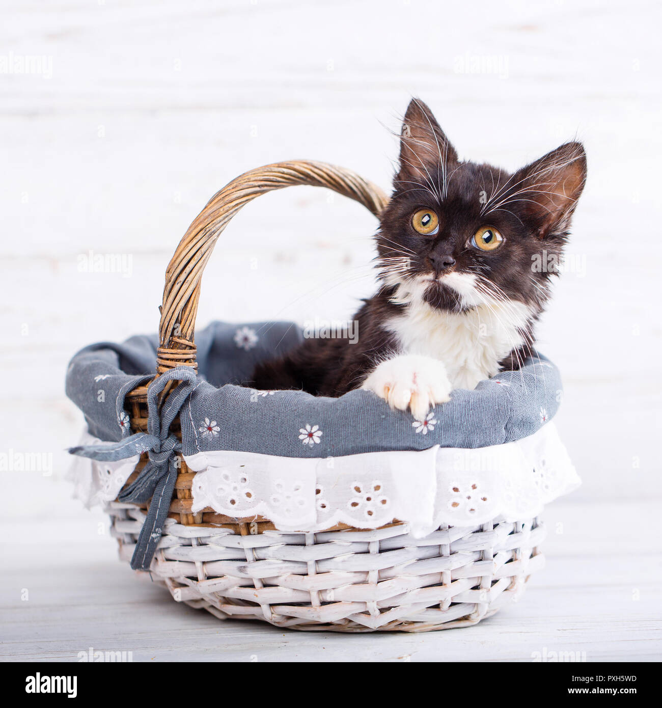 A playful, fluffy kitten in the basket. Isolated on a white background ...