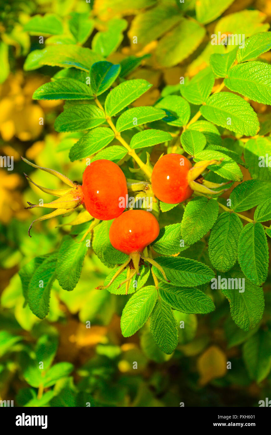 Vitamin pro hi-res stock photography and images - Alamy