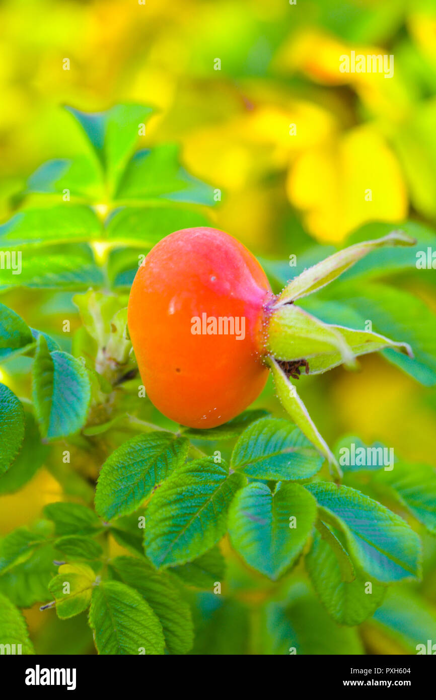 Sweet red berry briar growing on bush with green leaves, natural plant ...