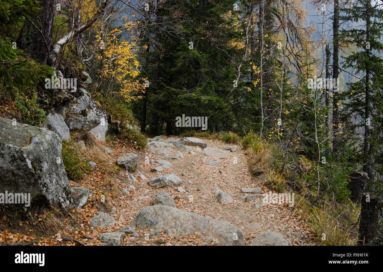 Beautiful green forest mountains hi-res stock photography and images ...