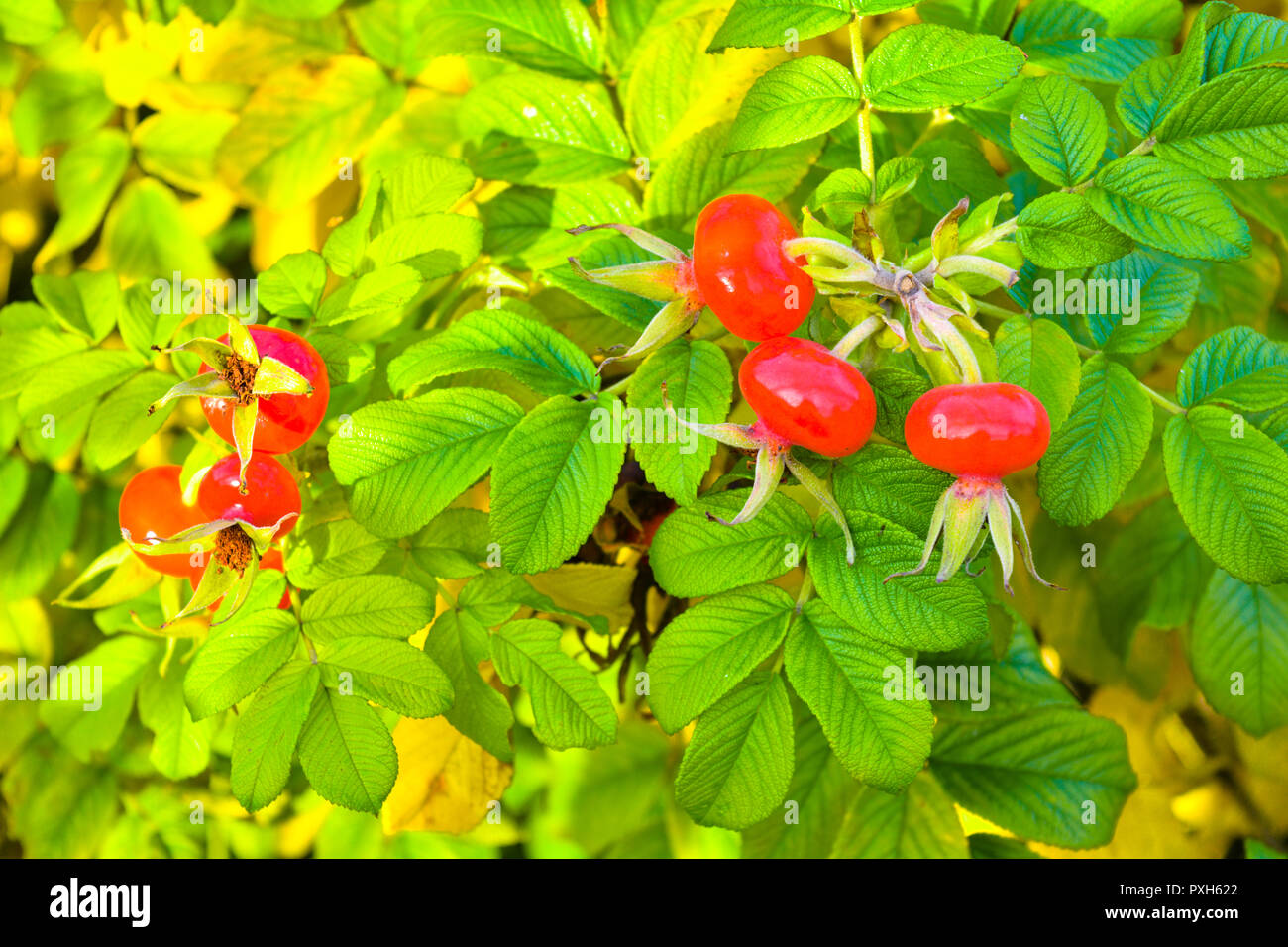 Sweet red berry briar growing on bush with green leaves, natural plant ...
