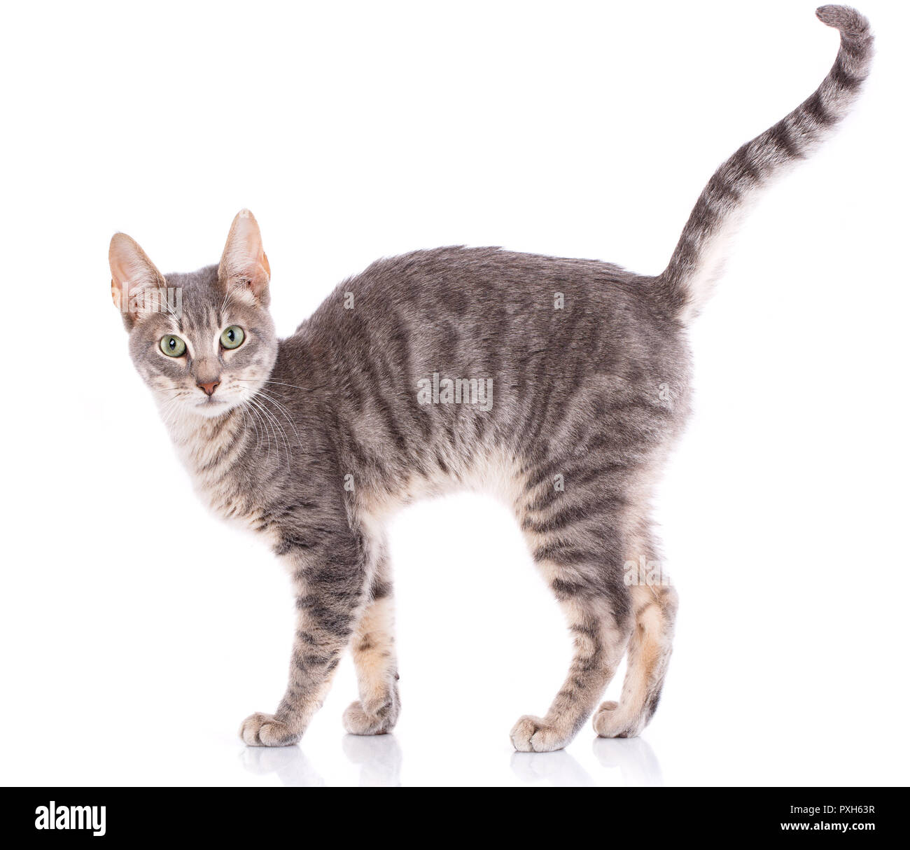 Serengetifeline hi-res stock photography and images - Alamy