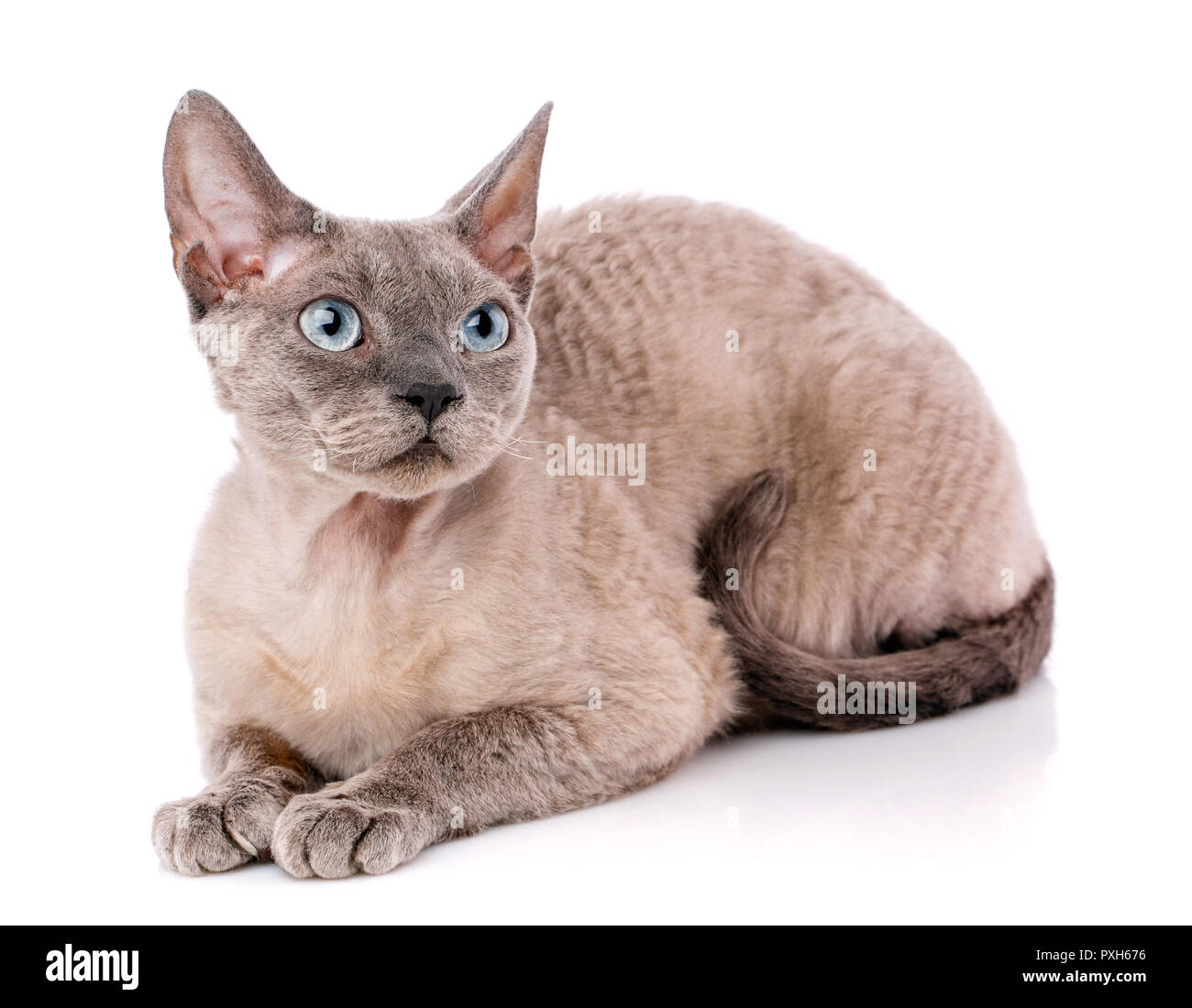 Devon rex portrait hi-res stock photography and images - Alamy