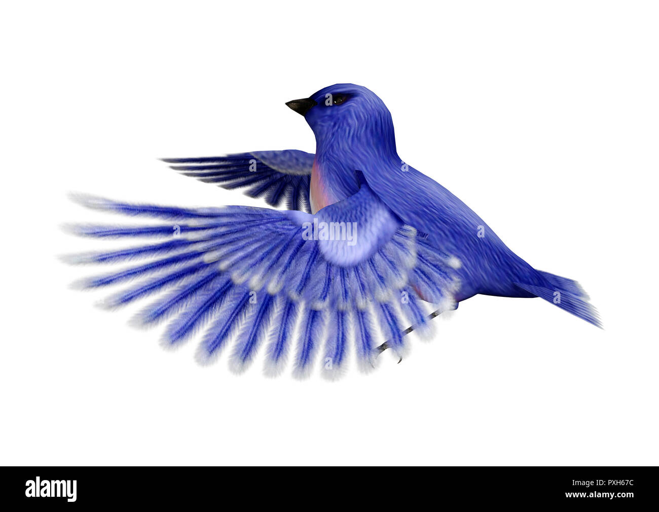 Bluebird White Background