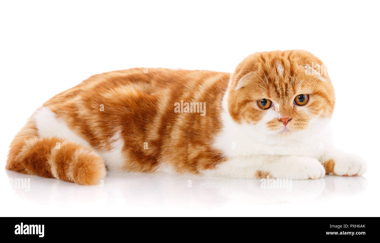 Cute thoroughbred cat on a white background Stock Photo - Alamy