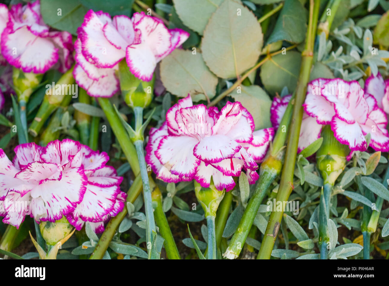 Pink and White Dianthus Caryophyllus or Carnation Lie on the Ground ...