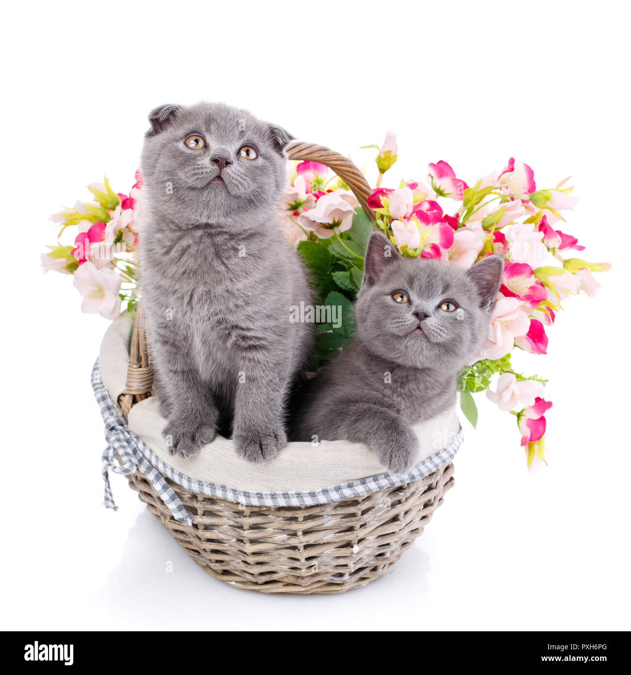 Scottish straight and scottish fold kittens. Fluffy kittens in a Stock ...