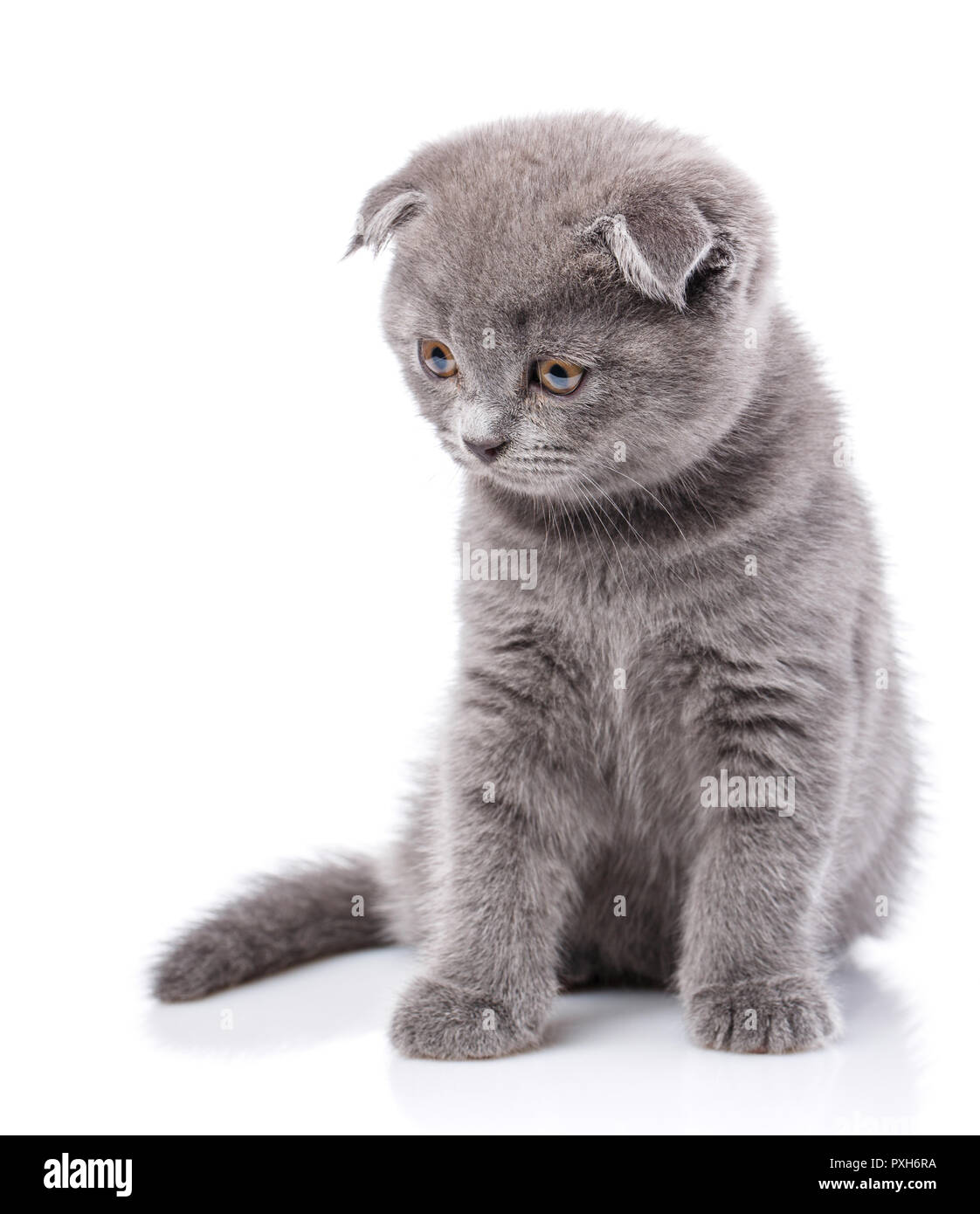 Scottish fold kitten. Funny, breed kitten looks to the left, iso Stock ...