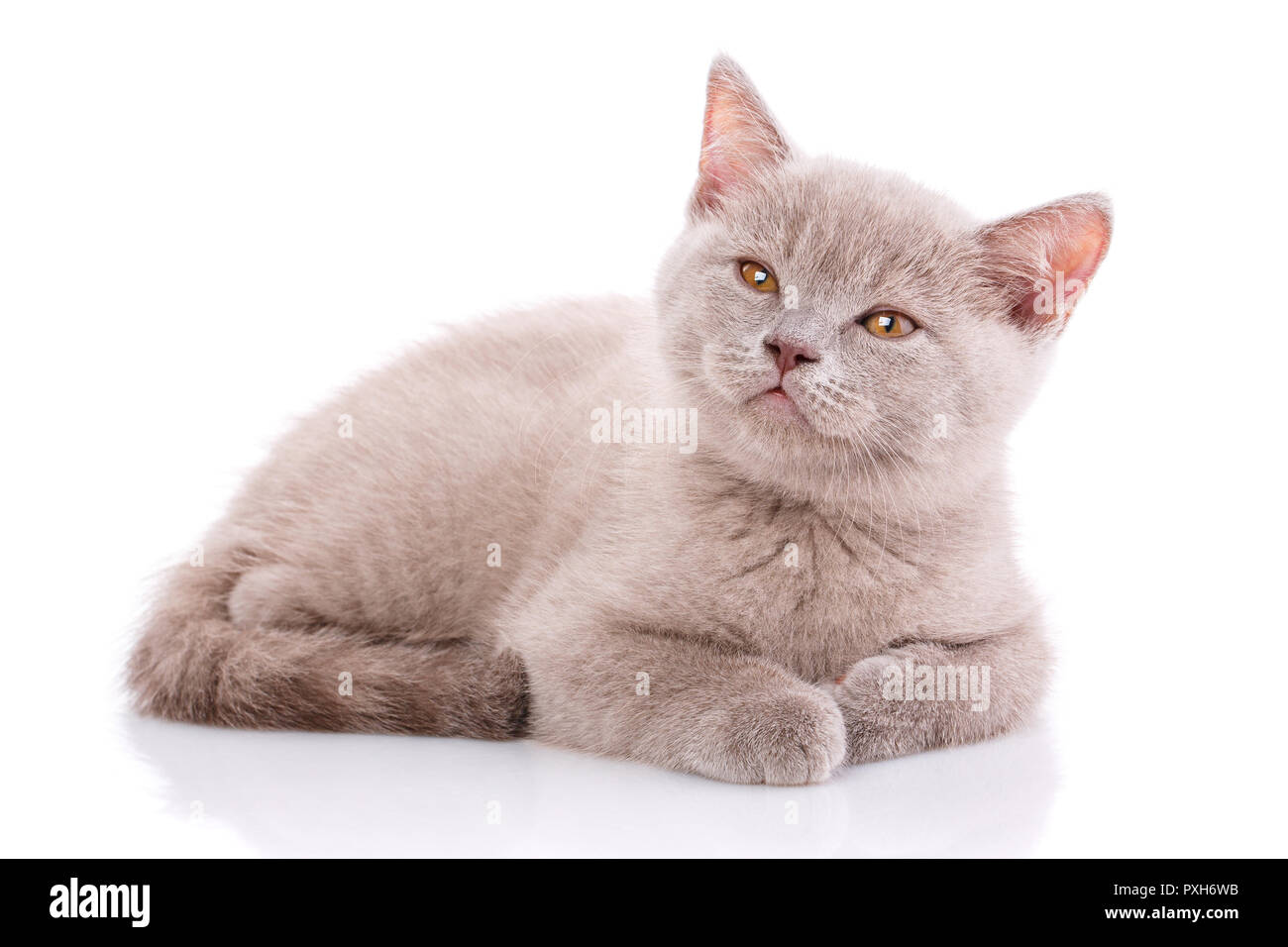 Scottish straight kitten. Kitten with great interest looks upwar Stock ...